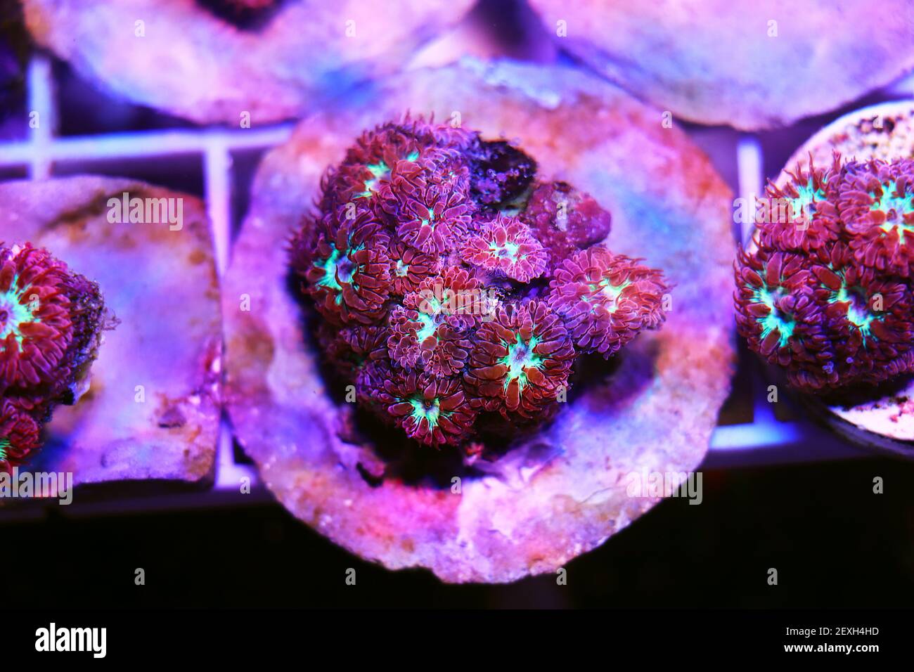 Pink Polyps of Blastomussa Meletti LPS coral on frag plug Stock Photo ...