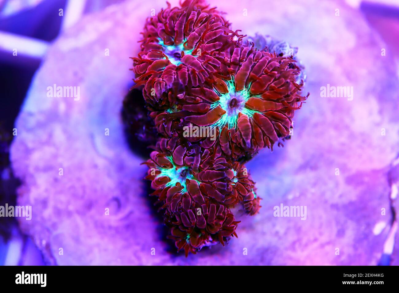 Pink Polyps of Blastomussa Meletti LPS coral on frag plug Stock Photo ...