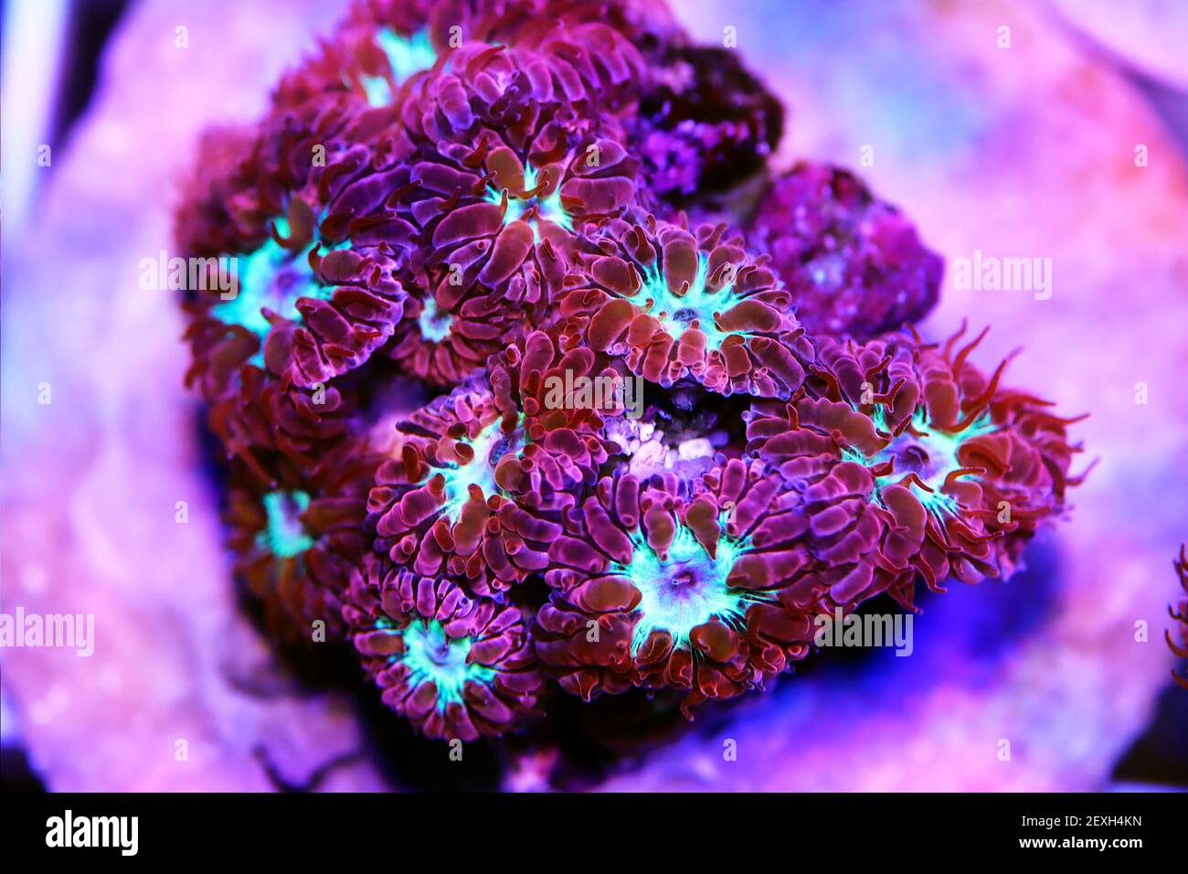 Pink Polyps of Blastomussa Meletti LPS coral on frag plug Stock Photo ...