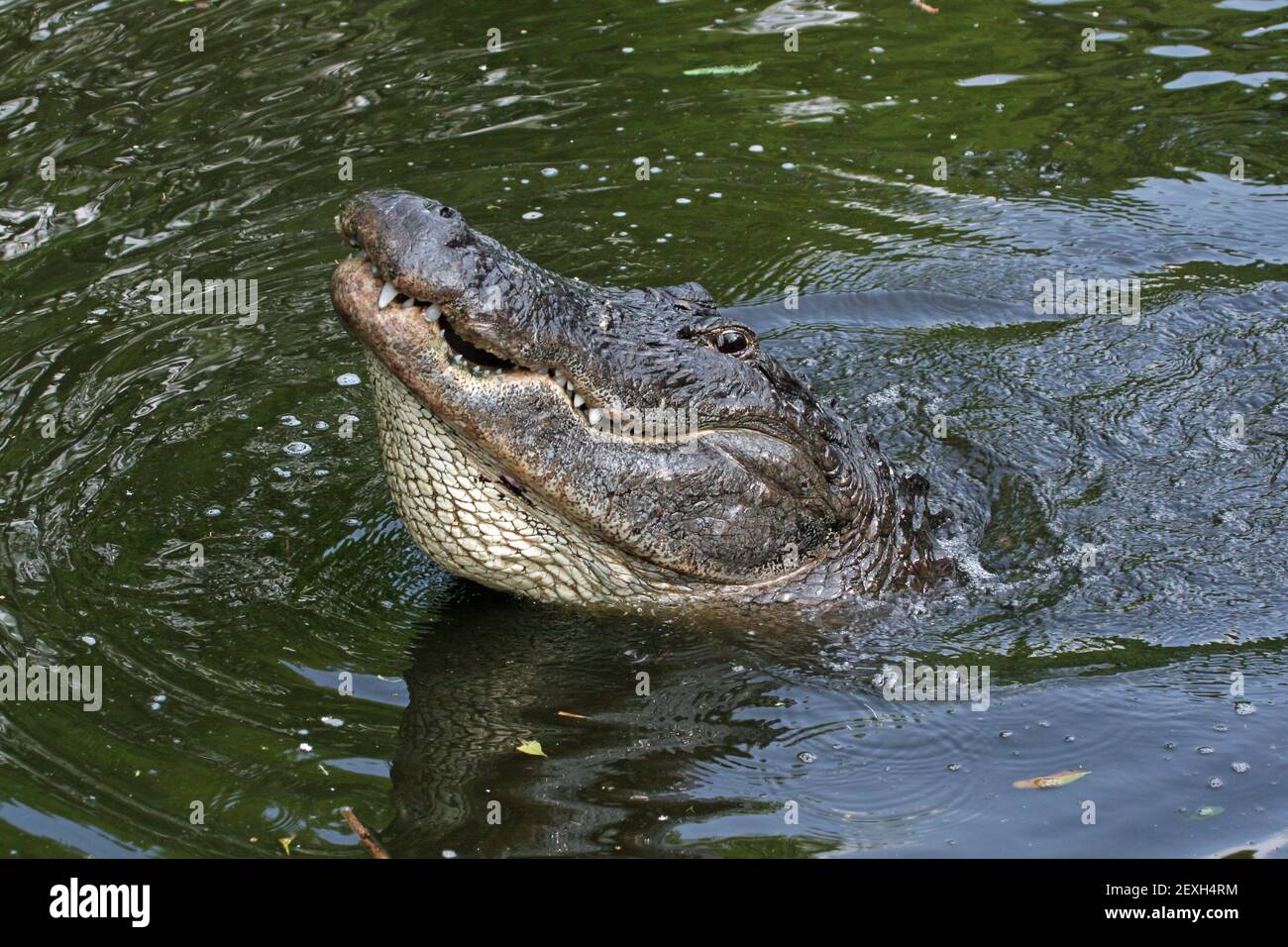 Large male American Alligator - Alligator mississippiensis - bellowing ...