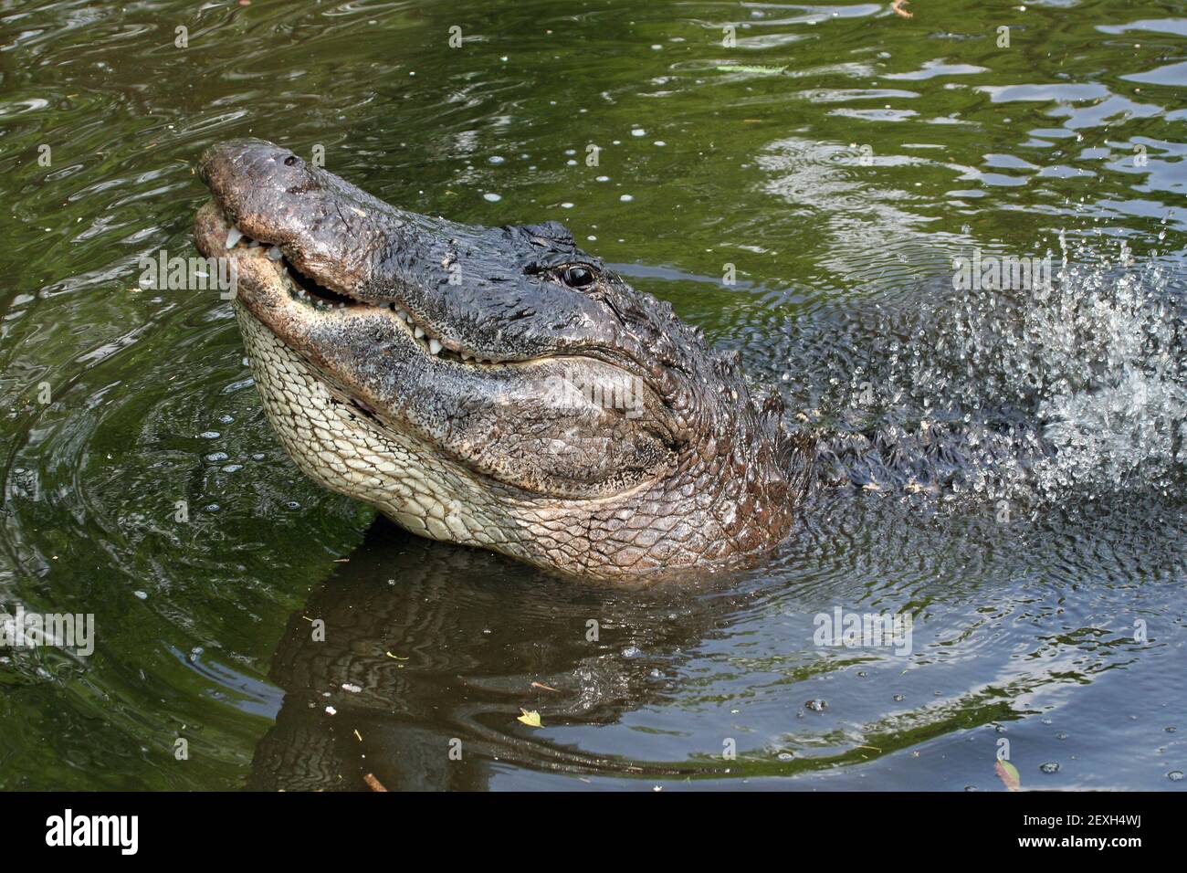 Large male American Alligator - Alligator mississippiensis - bellowing ...
