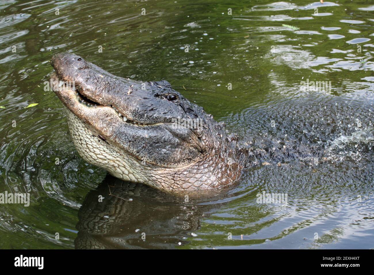 Large male American Alligator - Alligator mississippiensis - bellowing ...