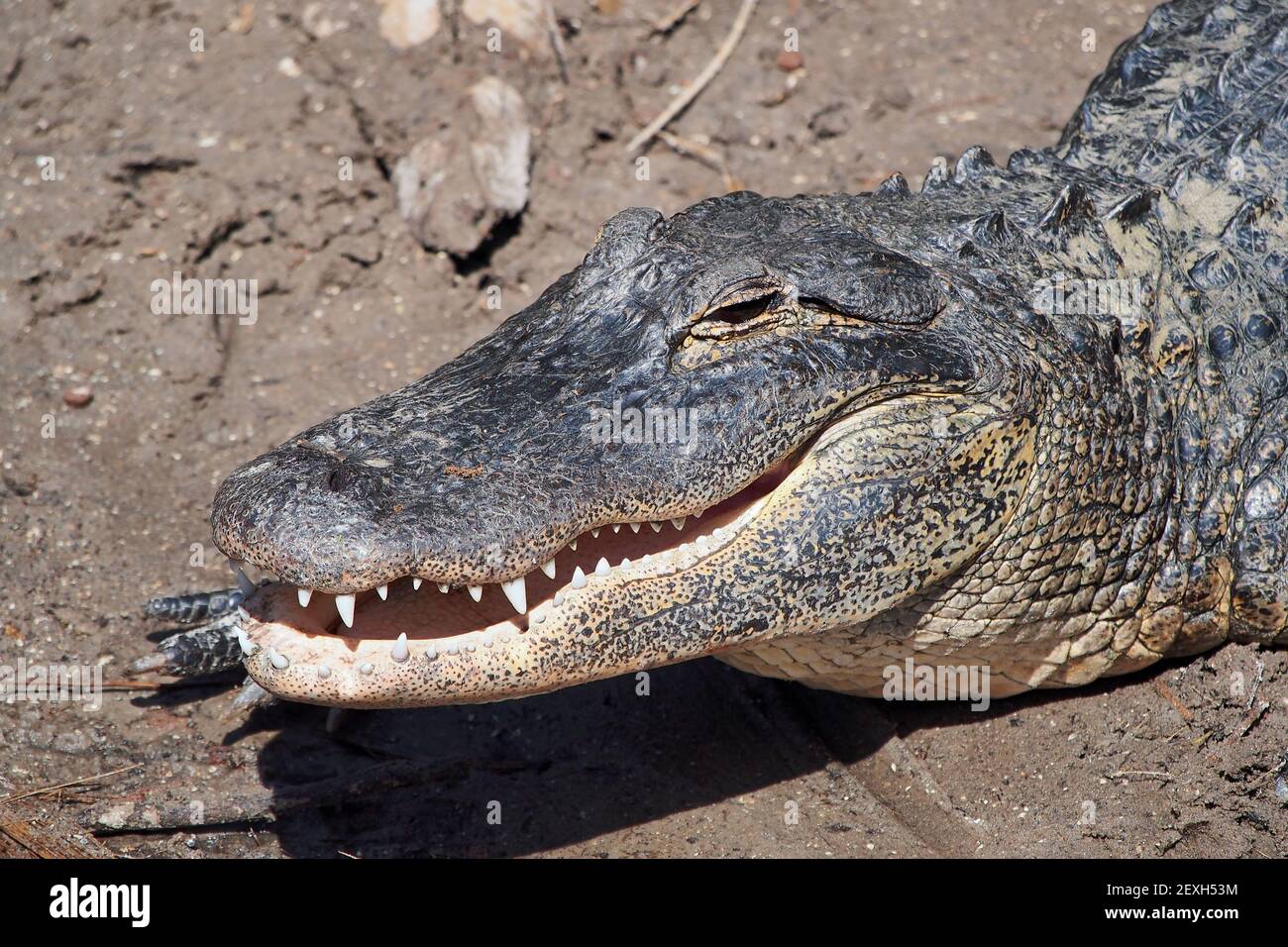 American alligator smiling hi-res stock photography and images - Alamy