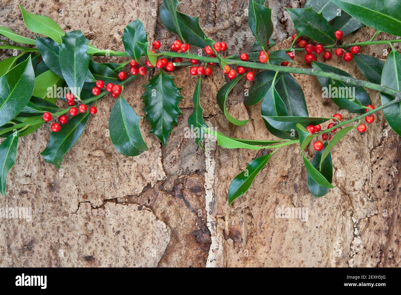 Rustic background with holly branches Stock Photo - Alamy