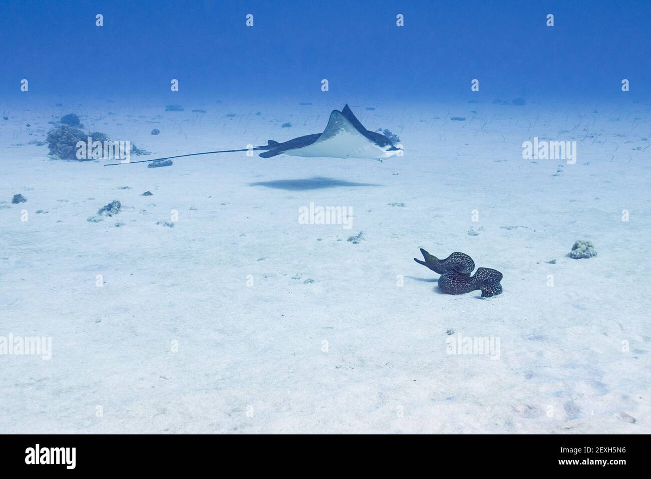 spotted or ocellated eagle ray, Aetobatus ocellatus, swims past ...