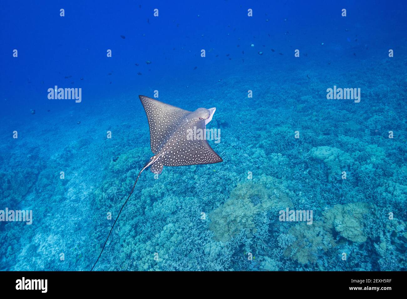Eagle ray hi-res stock photography and images - Alamy