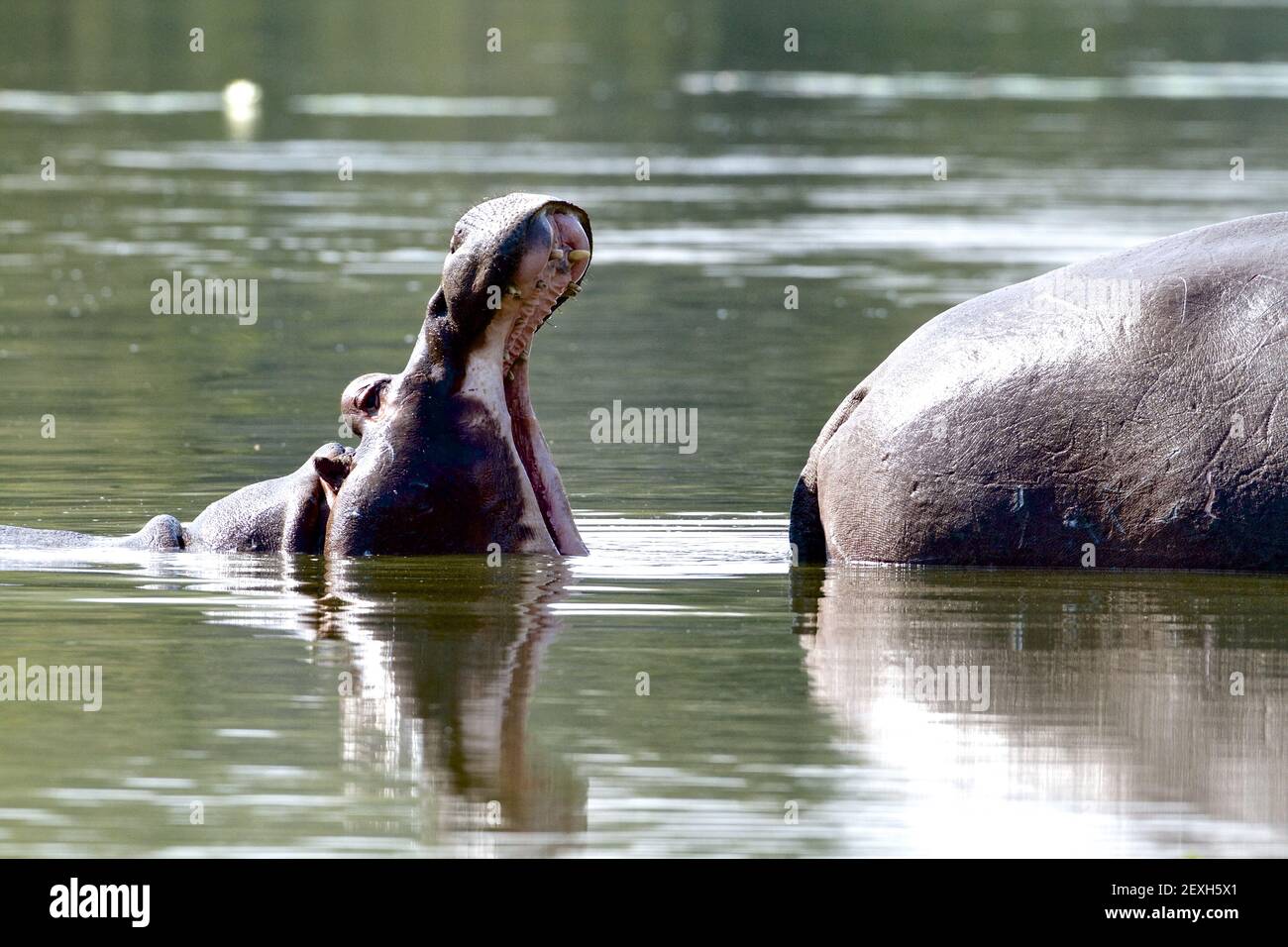 Hippo nose hi-res stock photography and images - Alamy