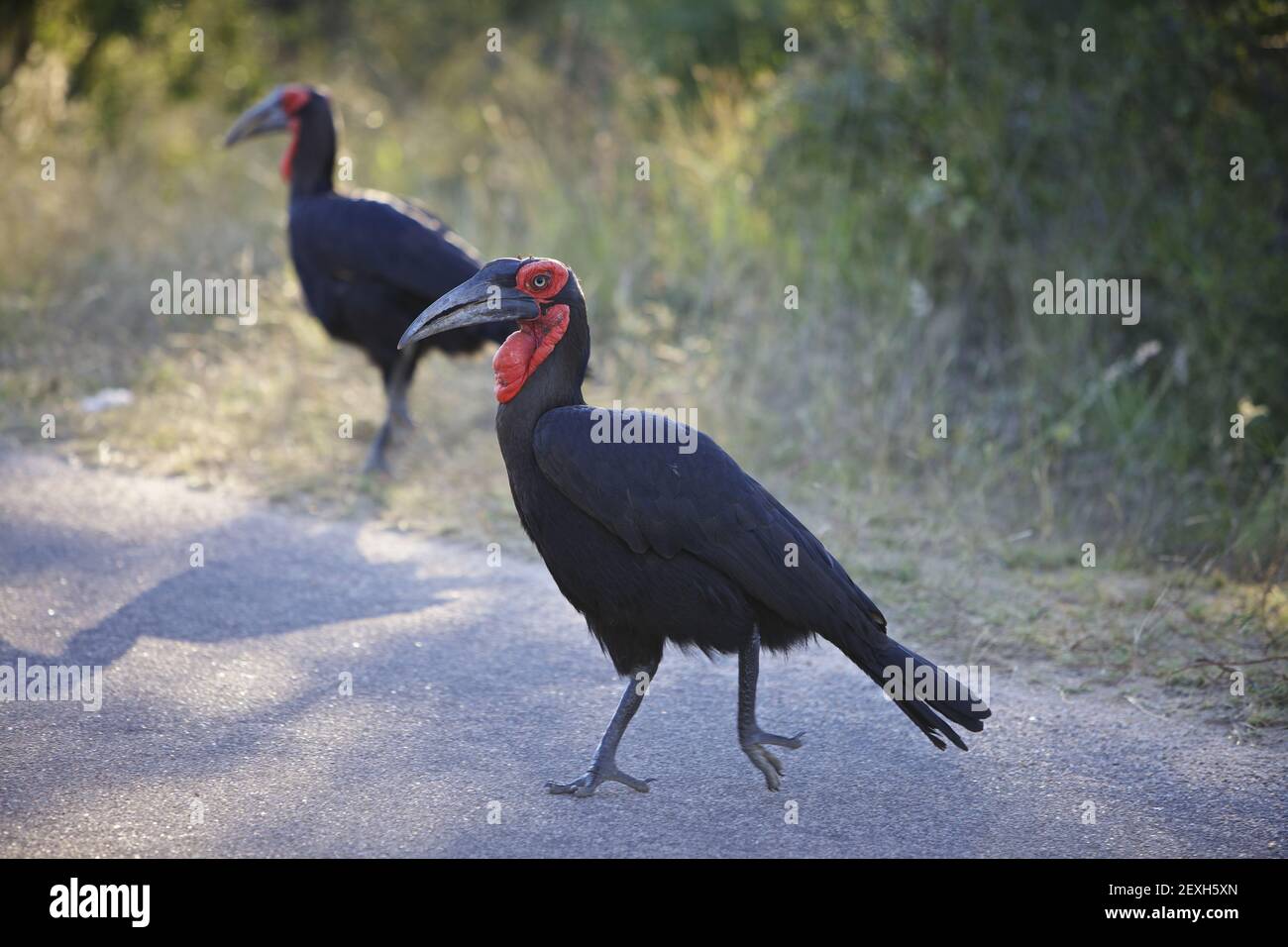 Southern Ground Hornbill Stock Photo - Alamy