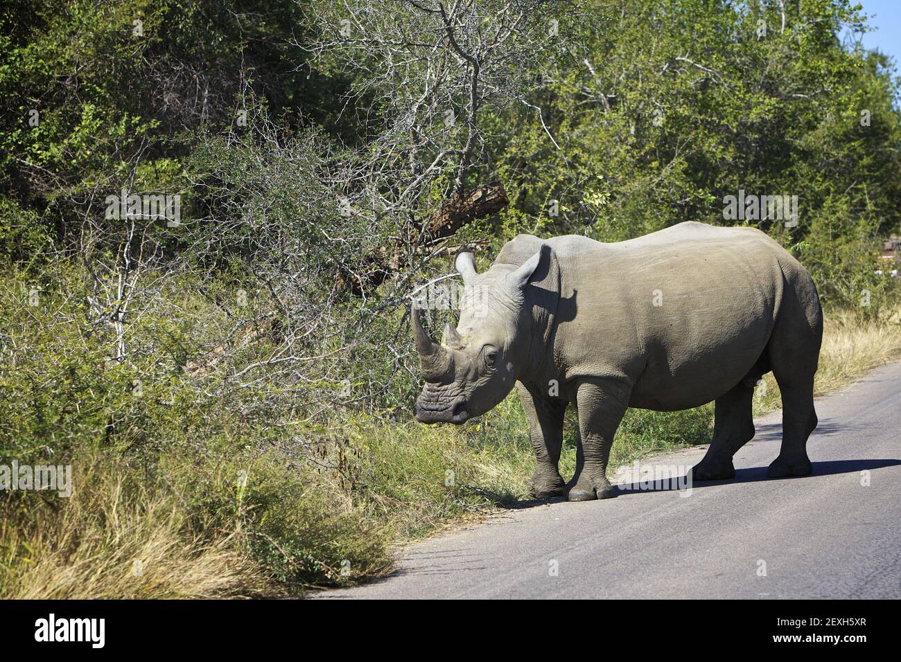 Rhino side view hi-res stock photography and images - Alamy