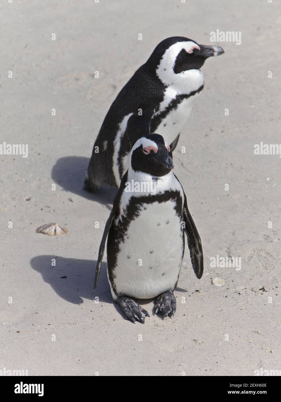 Penguins with reflection hi-res stock photography and images - Alamy
