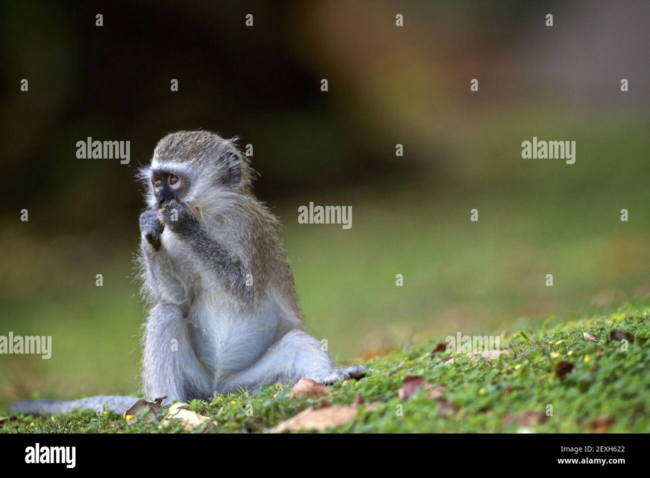 Baby monkey sitting hi-res stock photography and images - Alamy