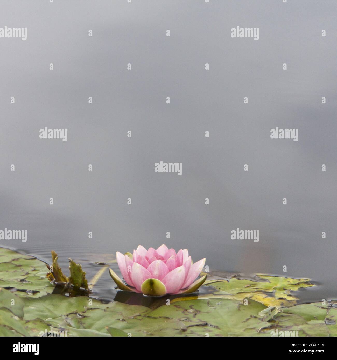 Floating lilly pads hi-res stock photography and images - Alamy