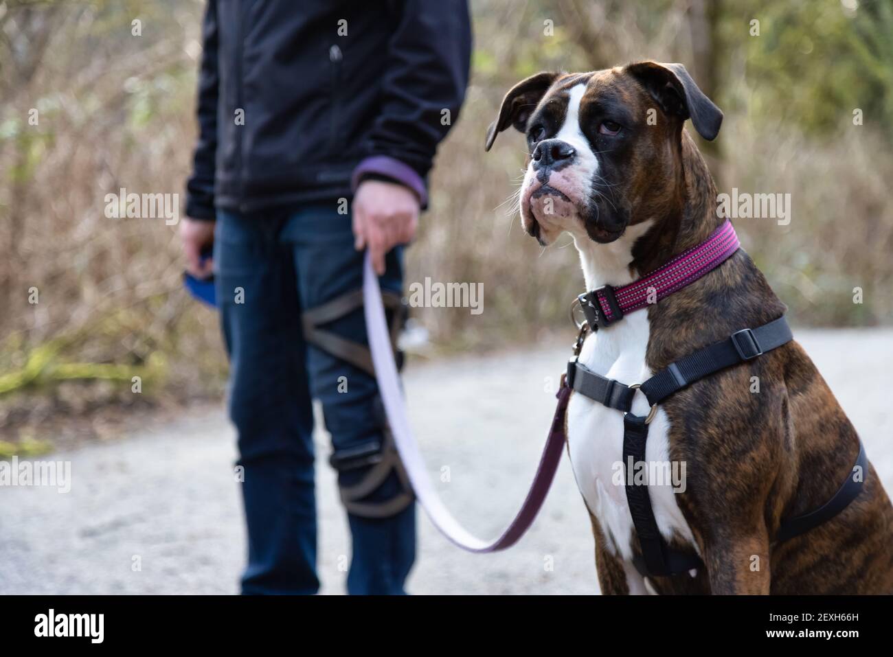 Man walking dogs on the hiking trail Stock Photo - Alamy