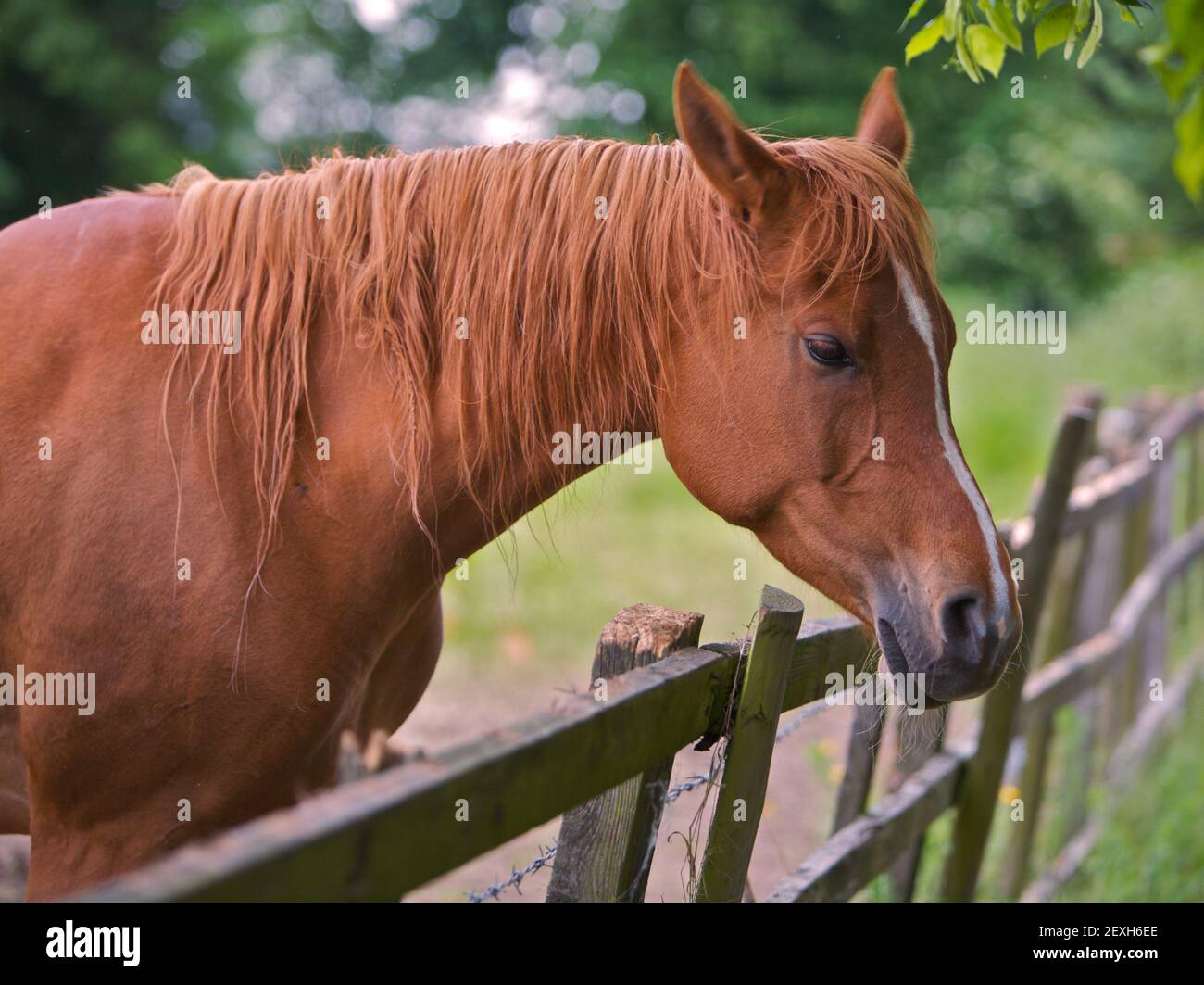 Horse looking over fence hi-res stock photography and images - Alamy