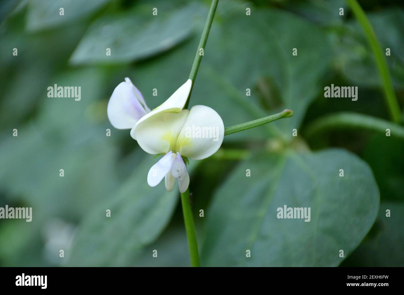 A beautiful cowpea flower in a garden Stock Photo - Alamy