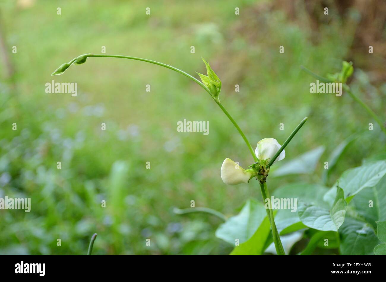 Cowpea flower hi-res stock photography and images - Alamy