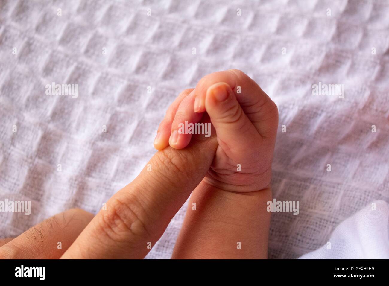 beautiful hands of a newborn baby on a white sheet Stock Photo - Alamy