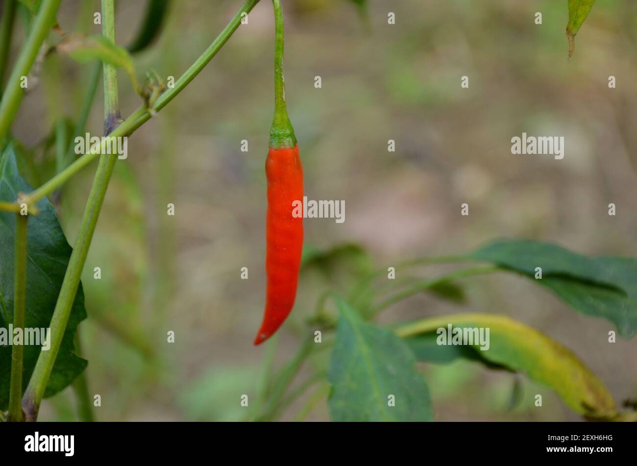 A red ripe chili growing in a garden Stock Photo - Alamy