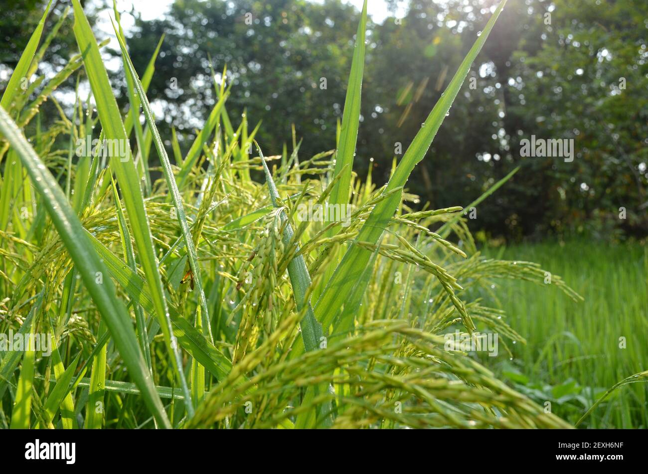 The green paddy plant grains in a farm Stock Photo - Alamy