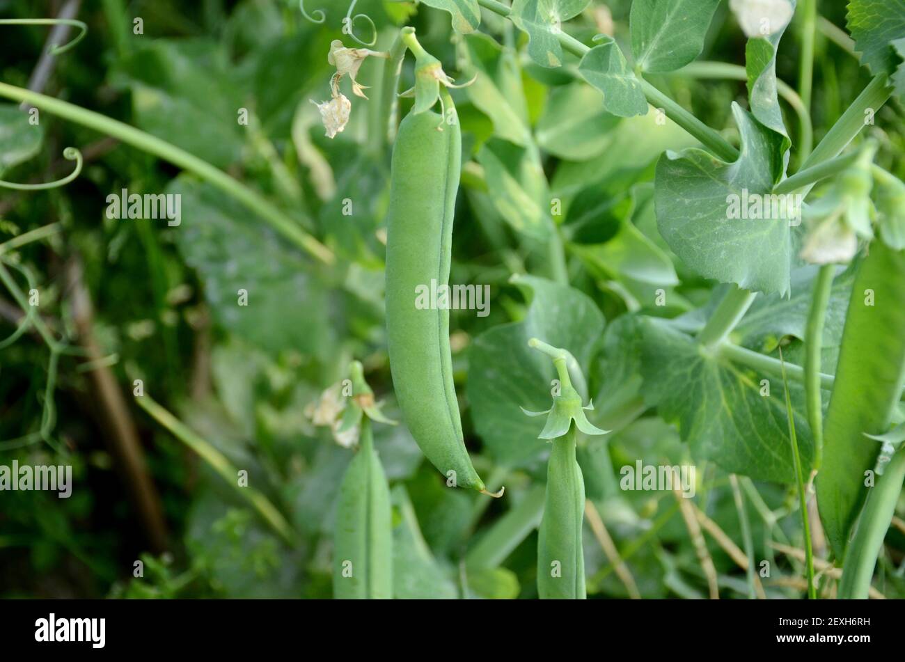 The green peas on a plant growing on a farm Stock Photo - Alamy