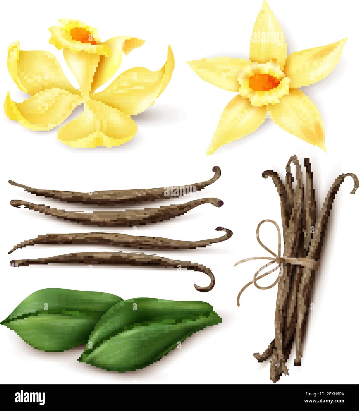 Vanilla Bean Flower Illustration