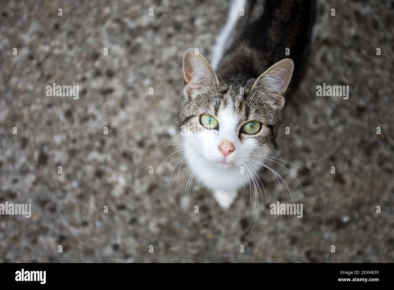 cat staring at the lens Stock Photo - Alamy