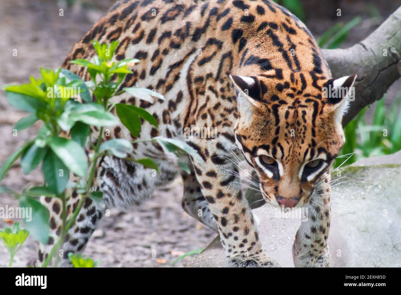 Ocelot dwarf leopard felis pardalis hi-res stock photography and images ...