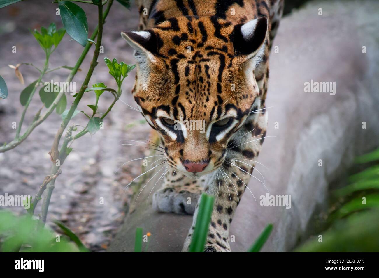 Ocelot head hi-res stock photography and images - Alamy