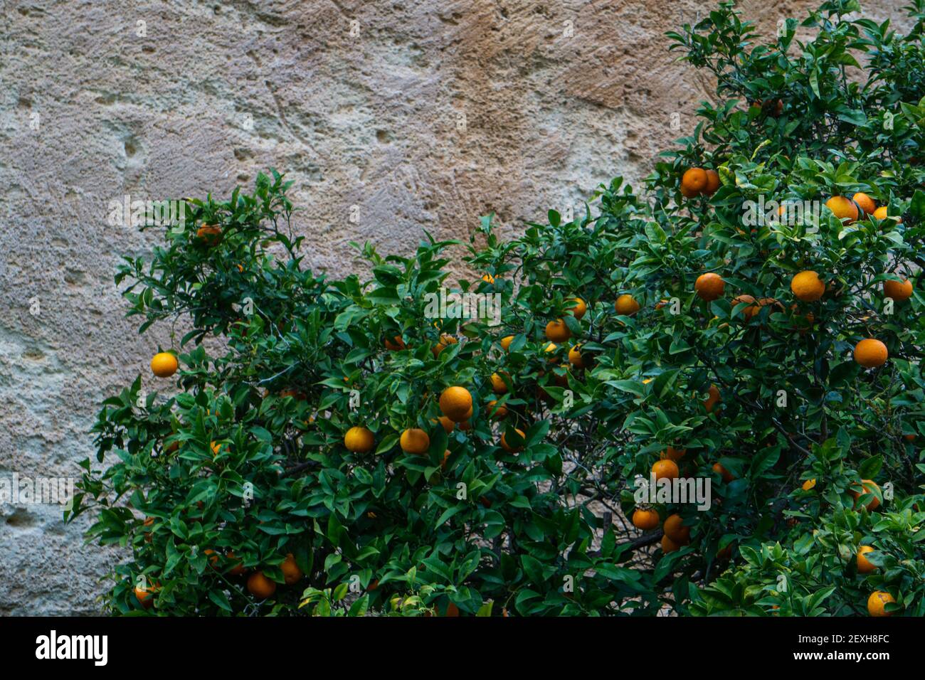 An orange tree against the wall in the backyard Stock Photo - Alamy