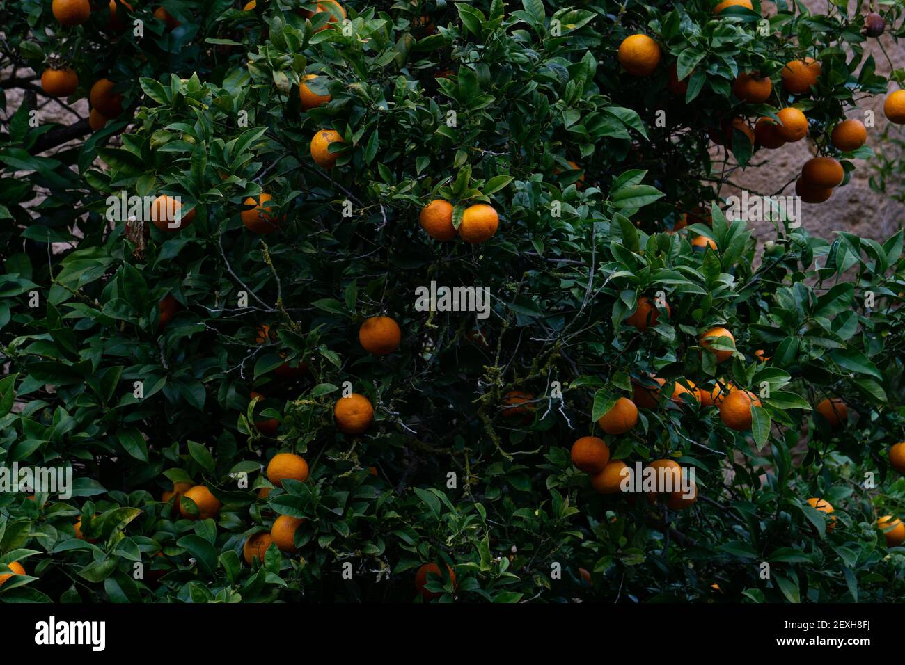 An orange tree in the backyard Stock Photo - Alamy