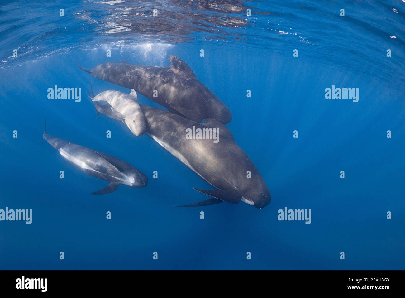 Whale pilot 34 hi-res stock photography and images - Alamy