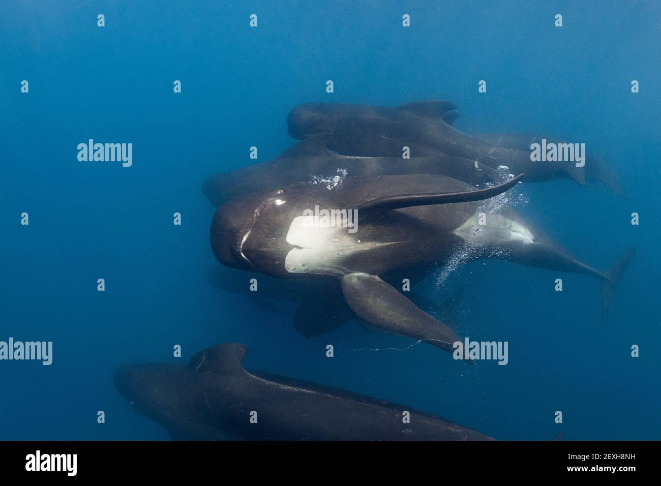 long-finned pilot whales, Globicephala melas, Straits of Gibraltar ...