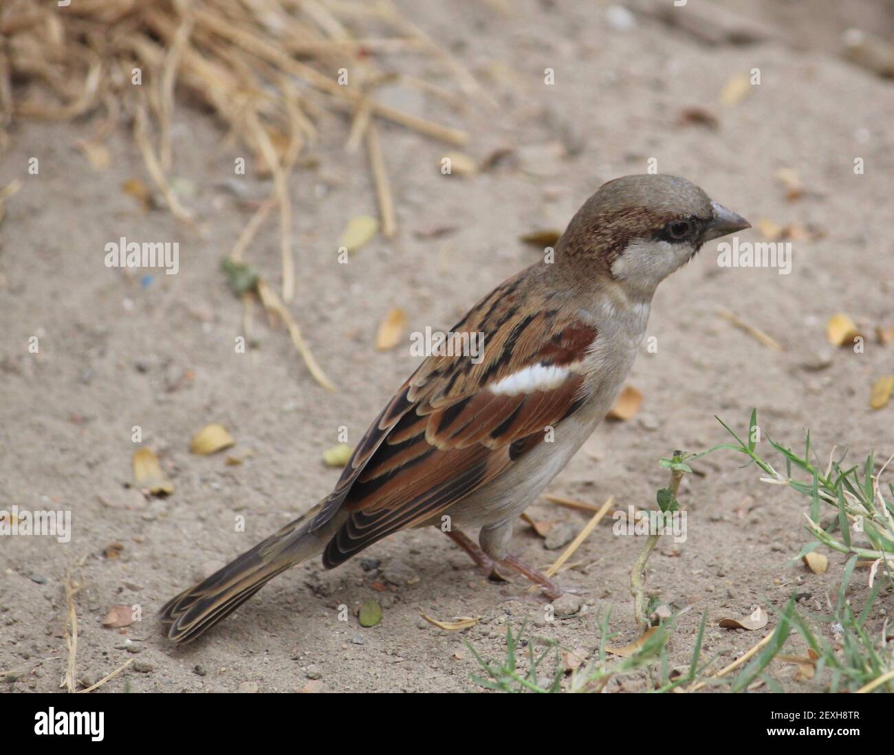 Dirty sparrow hi-res stock photography and images - Alamy