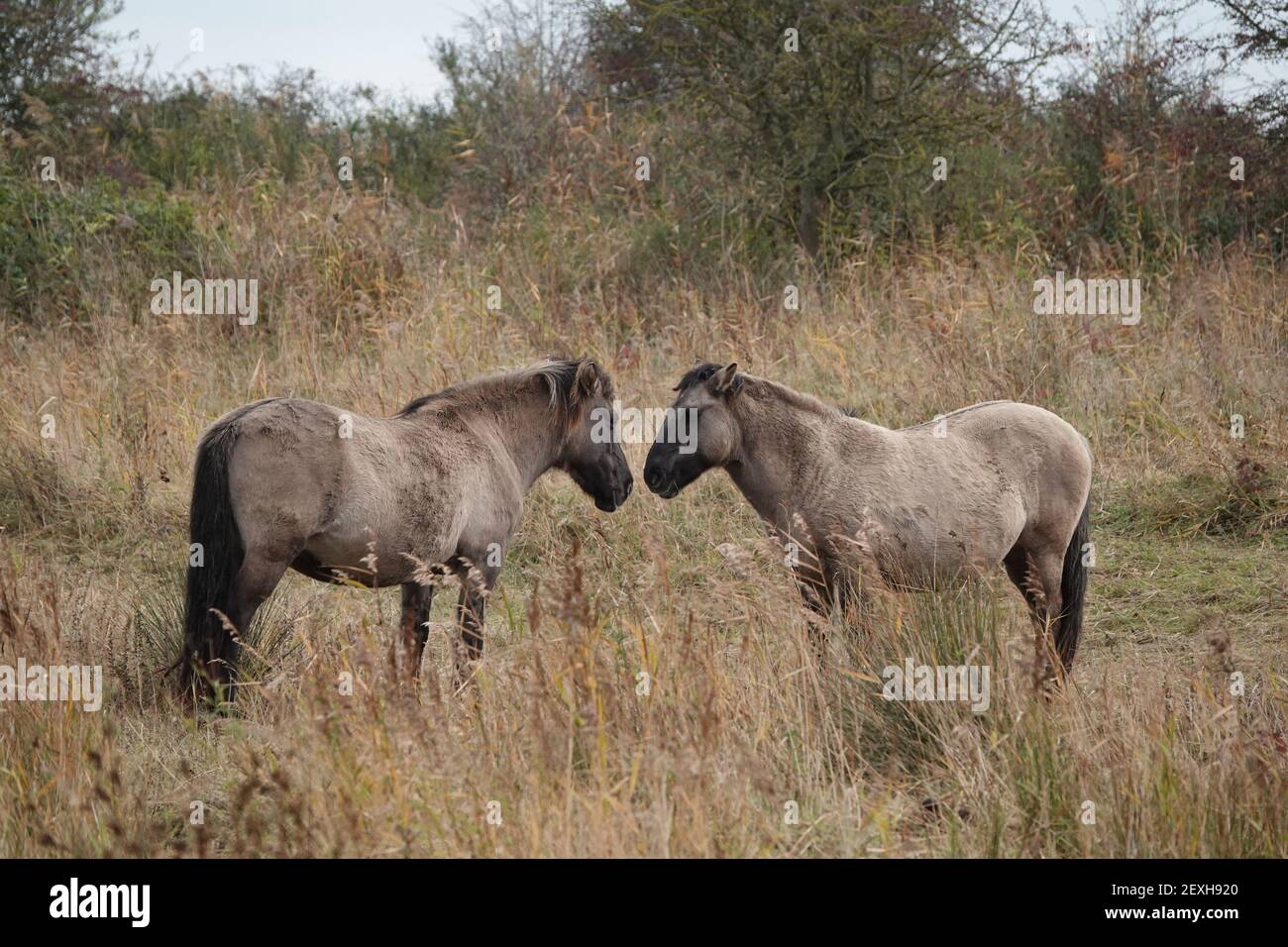 The ponies playing at the meadows Stock Photo - Alamy