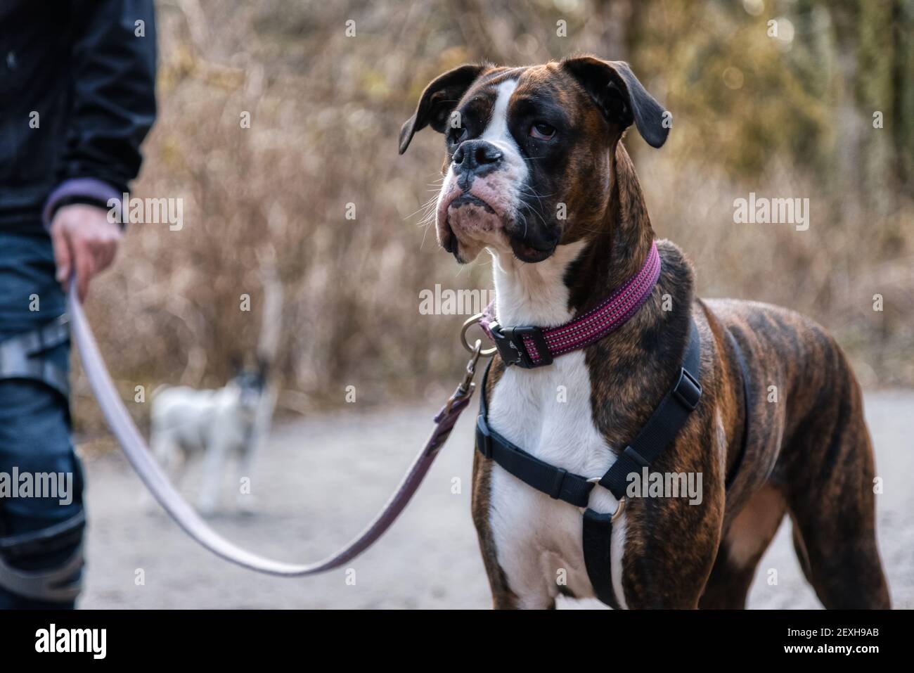 Man walking dogs on the hiking trail Stock Photo - Alamy