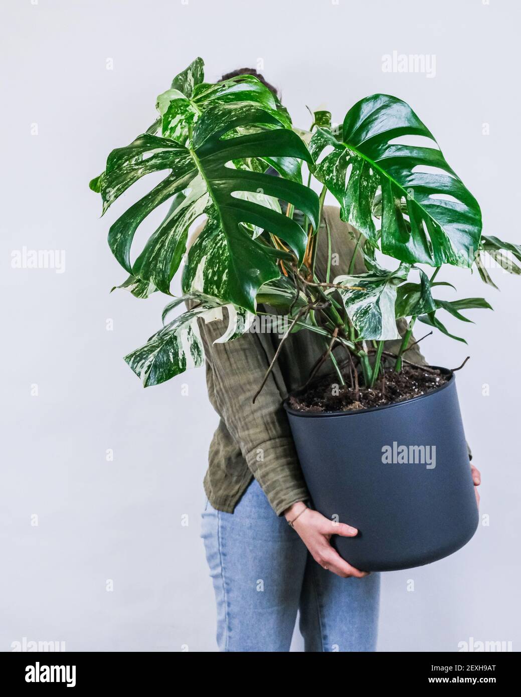 A person holding a potted Monstera deliciosa against a gray wall Stock ...