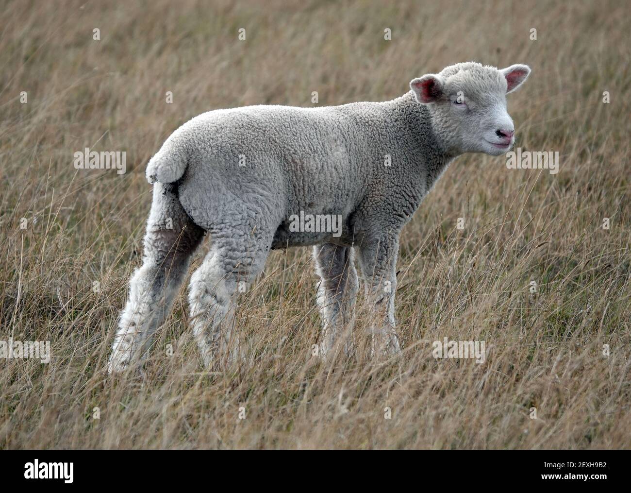 A closeup shot of a cute lamb in a meadow Stock Photo - Alamy