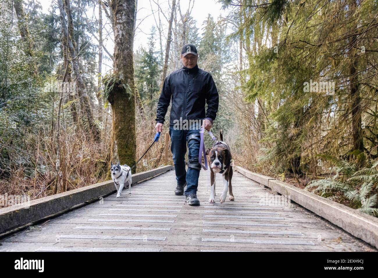 Man walking dogs on the hiking trail Stock Photo - Alamy