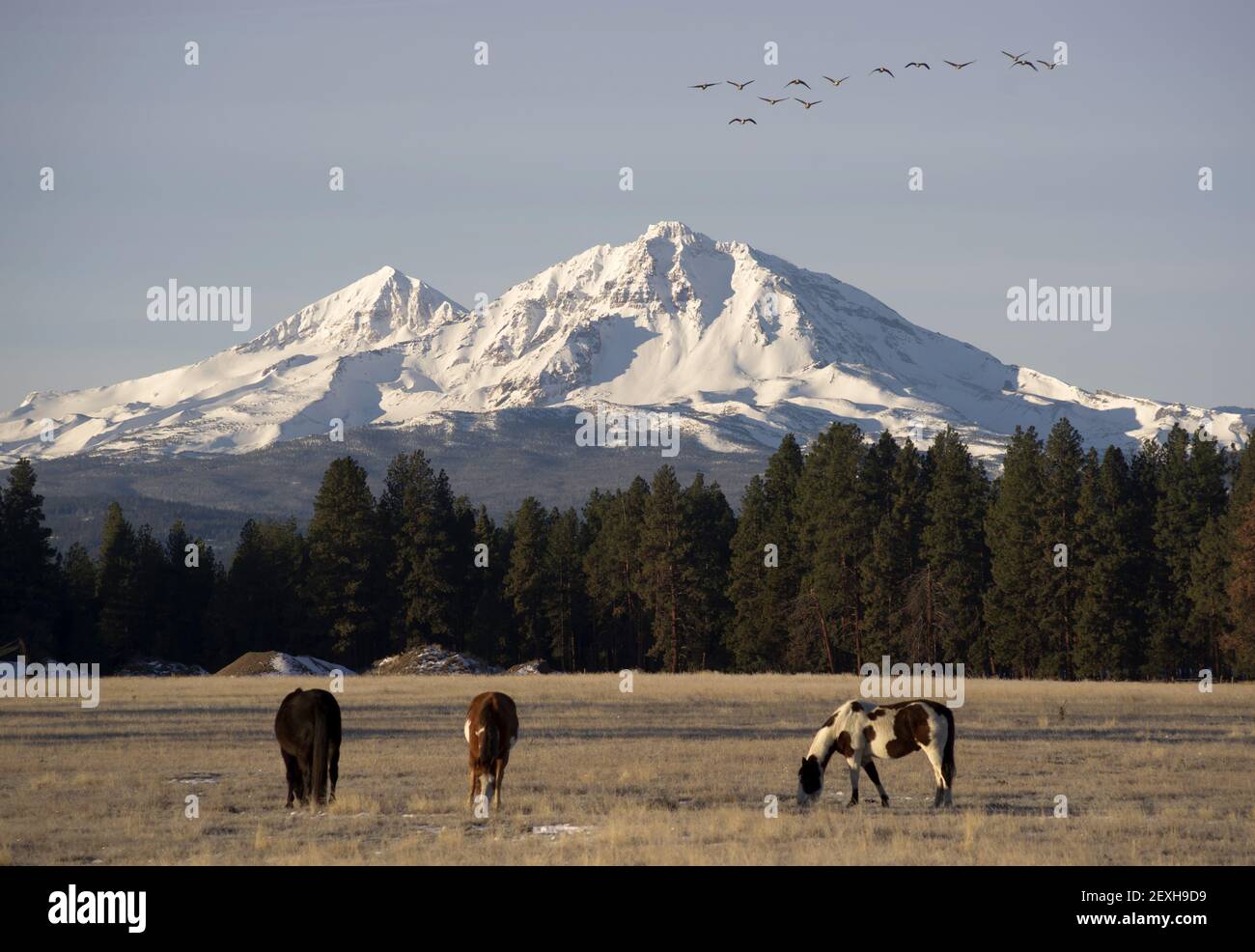 Wild Geese Fly Migrate Mountain Winter Cascade Range Oregon Ranch Stock ...