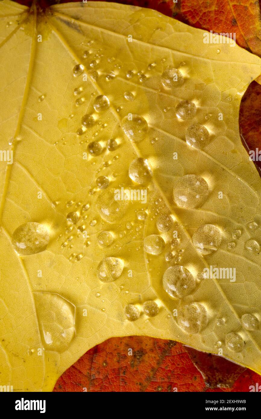 Clear Dew Water Precipitation Droplets Drops Laying Autumn Leaves Stock ...