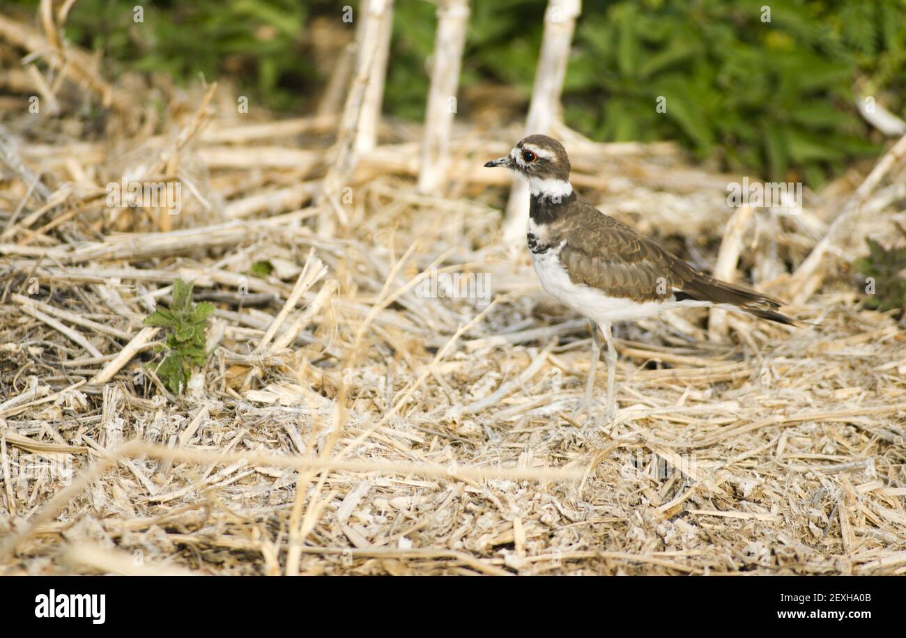 Coastal area bird hi-res stock photography and images - Alamy