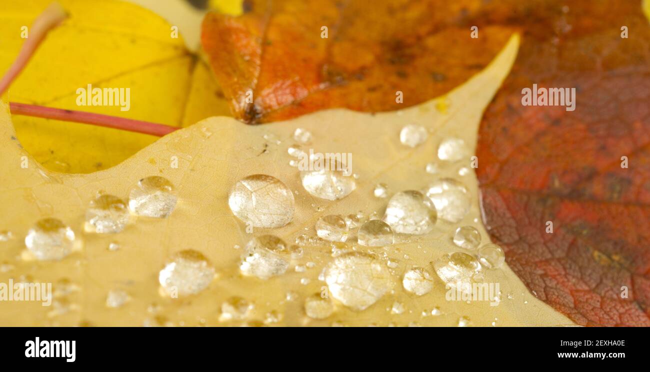 Clear Dew Water Precipitation Droplets Drops Laying Autumn Leaves Stock ...