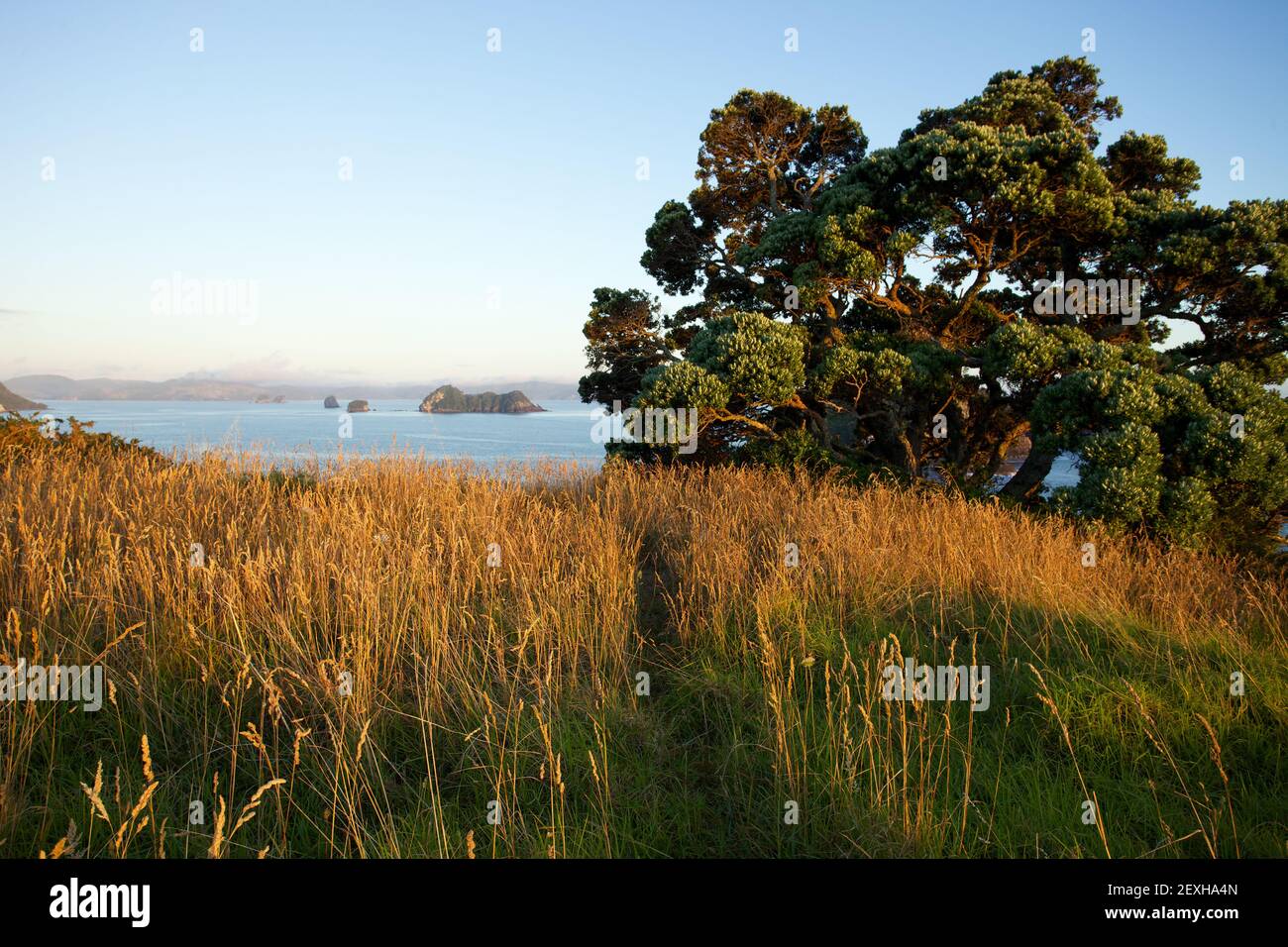 Sunrise on Hereheretaura Pa, a Maori fortification on a headland on the ...