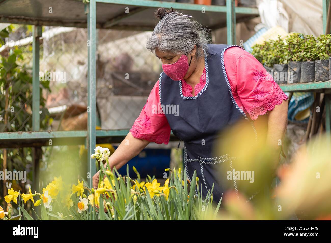 A friendly Hispanic female gardener in facial mask working at a nursery ...