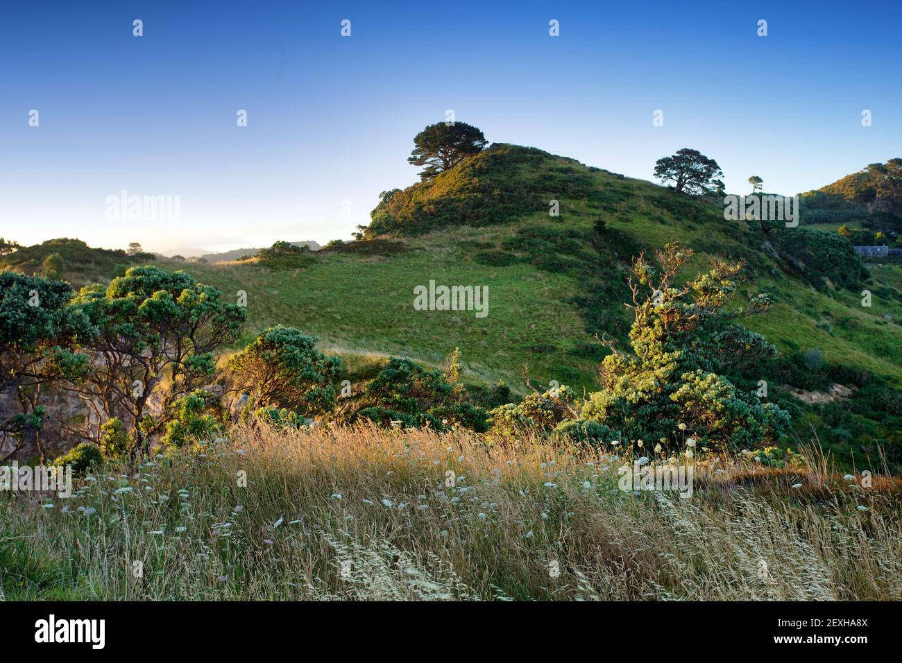 Sunrise on Hereheretaura Pa, a Maori fortification on a headland on the ...