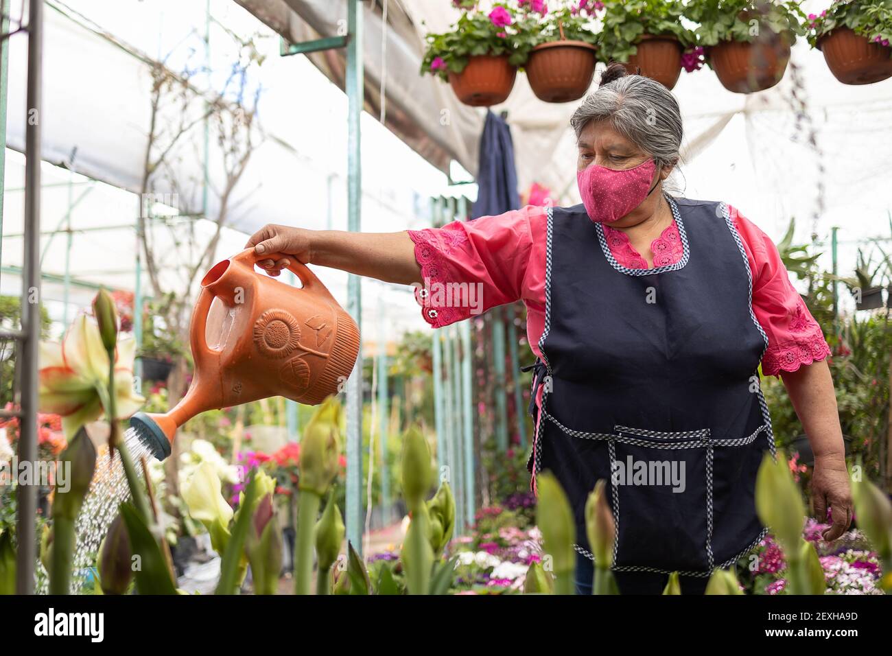 A friendly Hispanic female gardener in facial mask watering flowers in ...