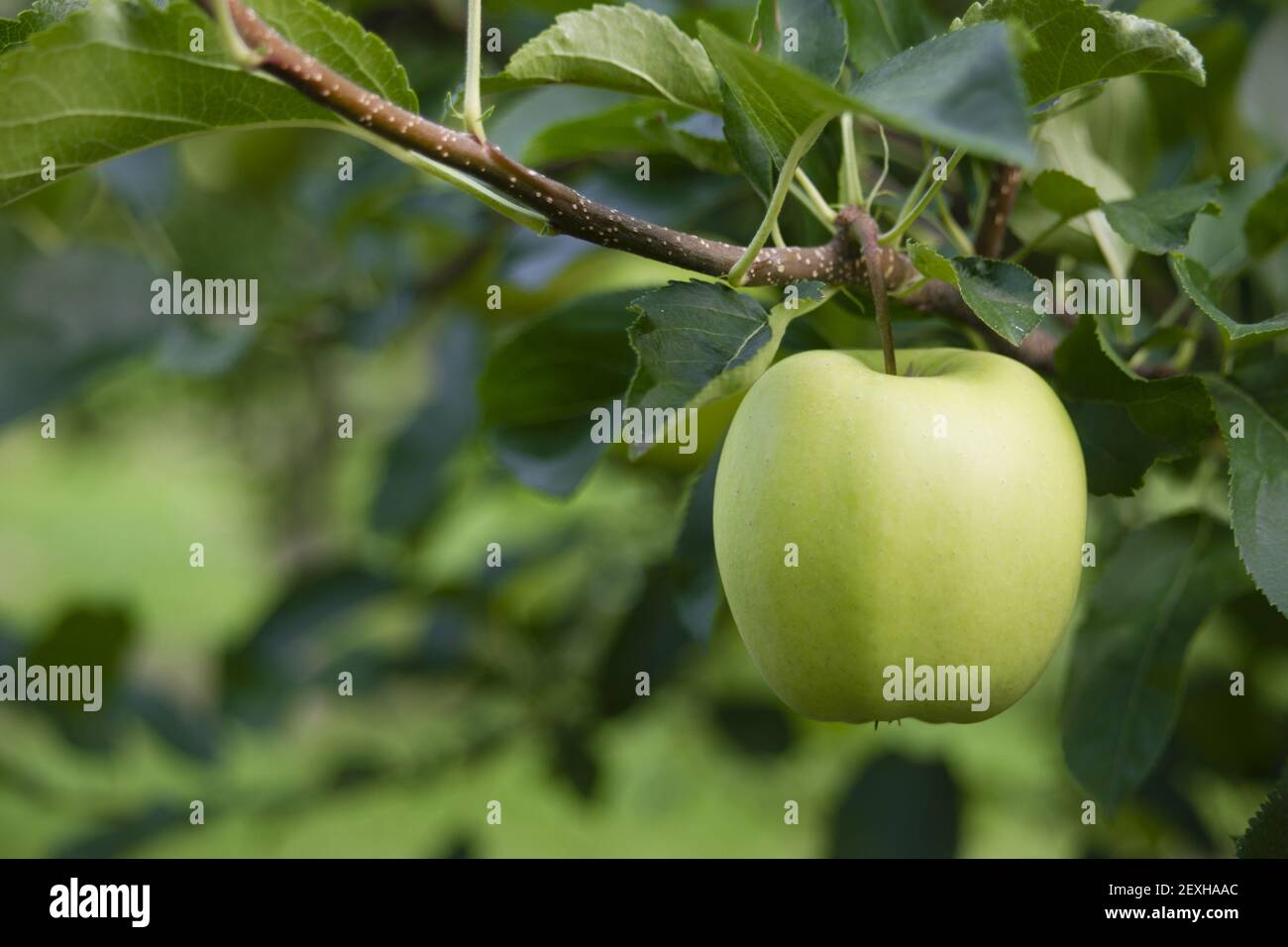 Green Apple Granny Smith Fresh Food Fruit Produce Orchard Agriculture ...