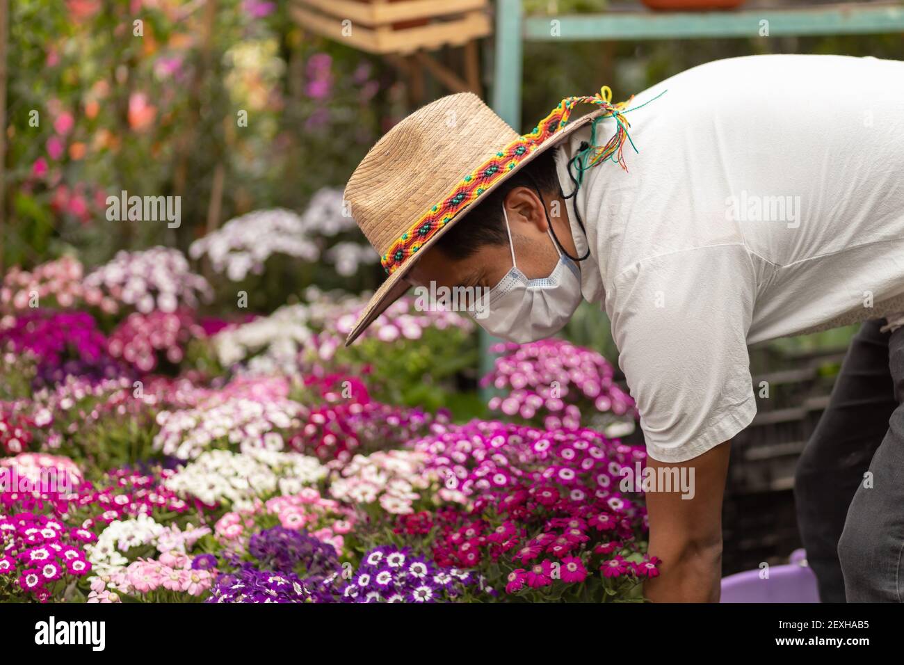 A friendly Hispanic male gardener in a hat and a facial mask working at ...