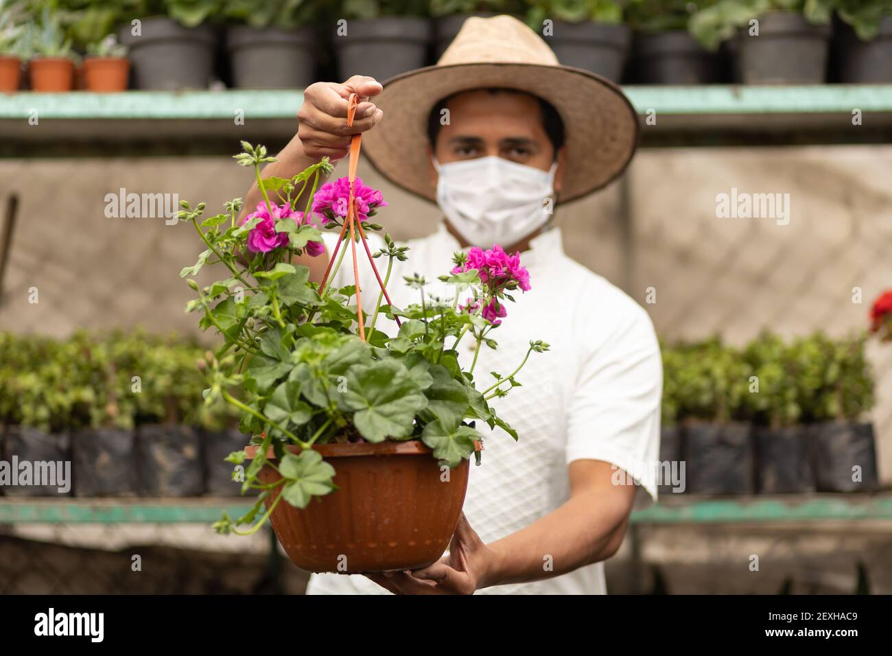 A friendly Hispanic male gardener in a hat and a facial mask working at ...