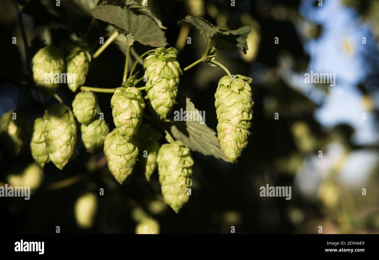 Green buds growing hops in hi-res stock photography and images - Alamy